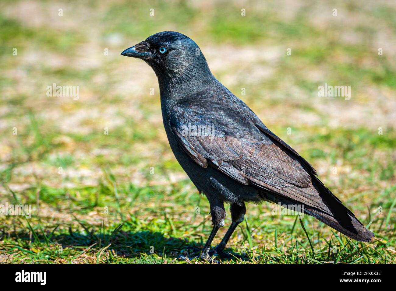 The western jackdaw, also known as the Eurasian jackdaw, the European ...