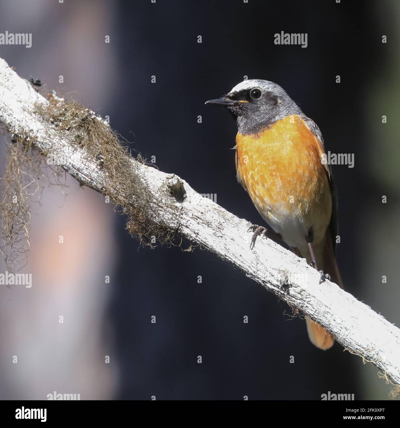 Male common redstart hi-res stock photography and images - Alamy
