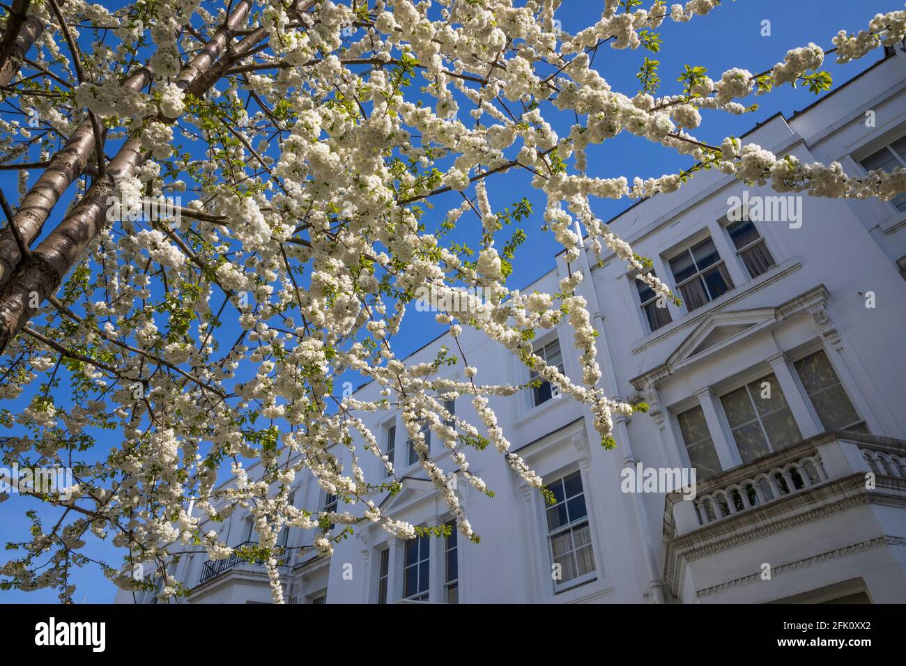 White blossom outside houses on Berkeley Gardens W8, London, United ...