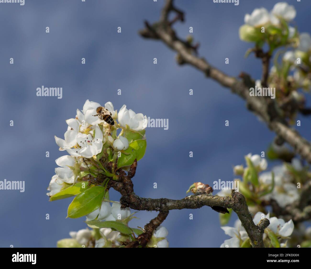 Cyan colours hi-res stock photography and images - Alamy