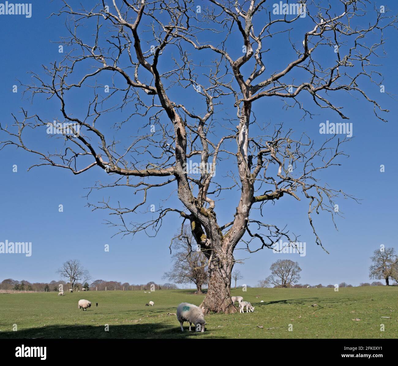 Spring lambs in a field with a dead tree Stock Photo - Alamy