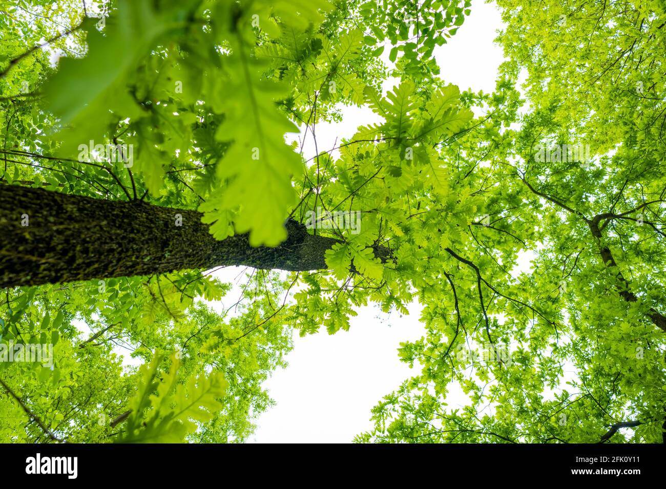 (Selective focus) Stunning view of some green tree crowns. Beautiful ...