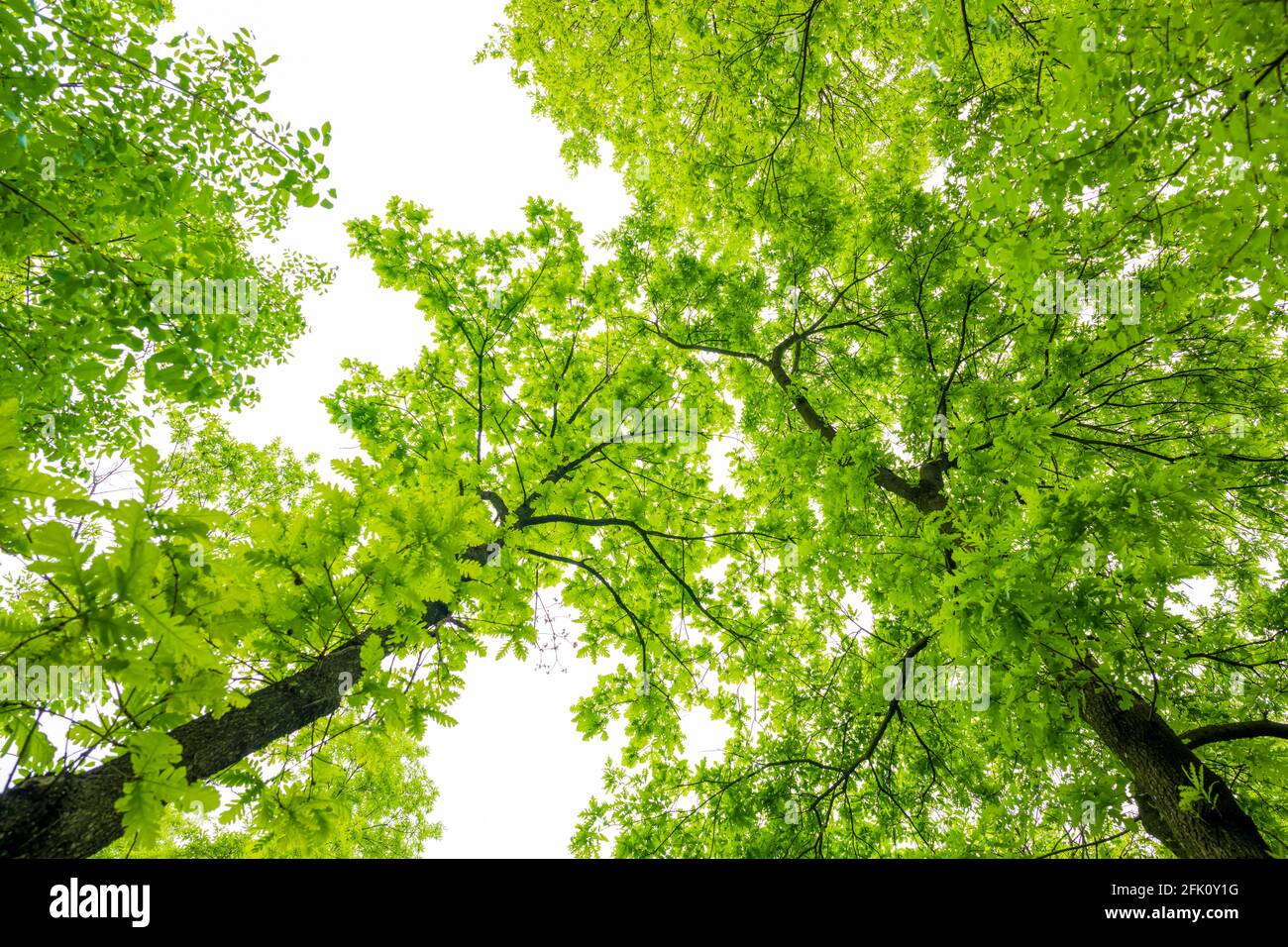 (Selective focus) Stunning view of some green tree crowns. Beautiful ...