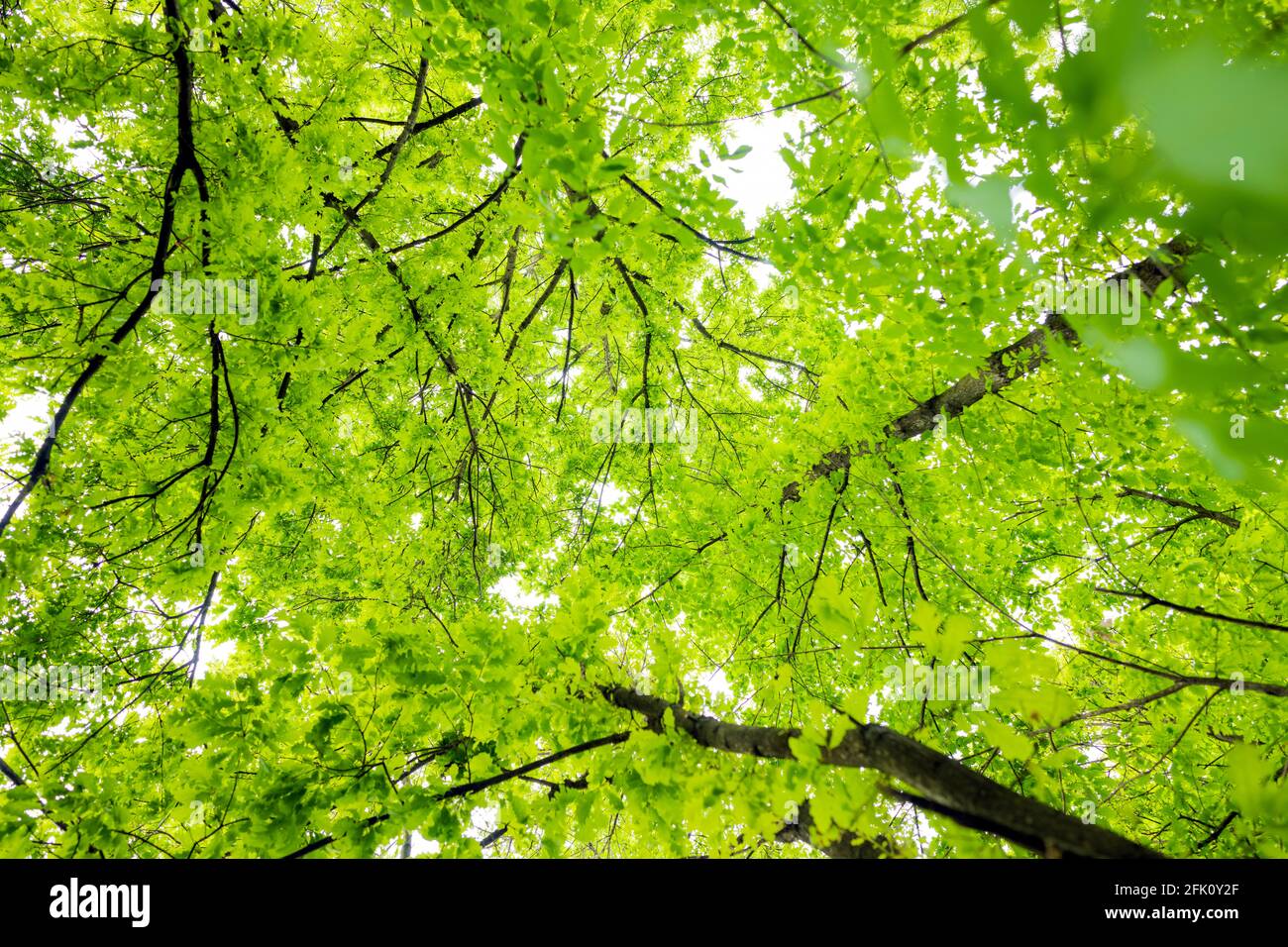(Selective focus) Stunning view of some green tree crowns. Beautiful ...