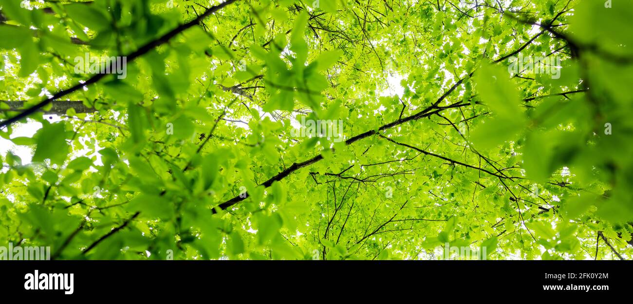 (Selective focus) Stunning view of some green tree crowns. Beautiful ...