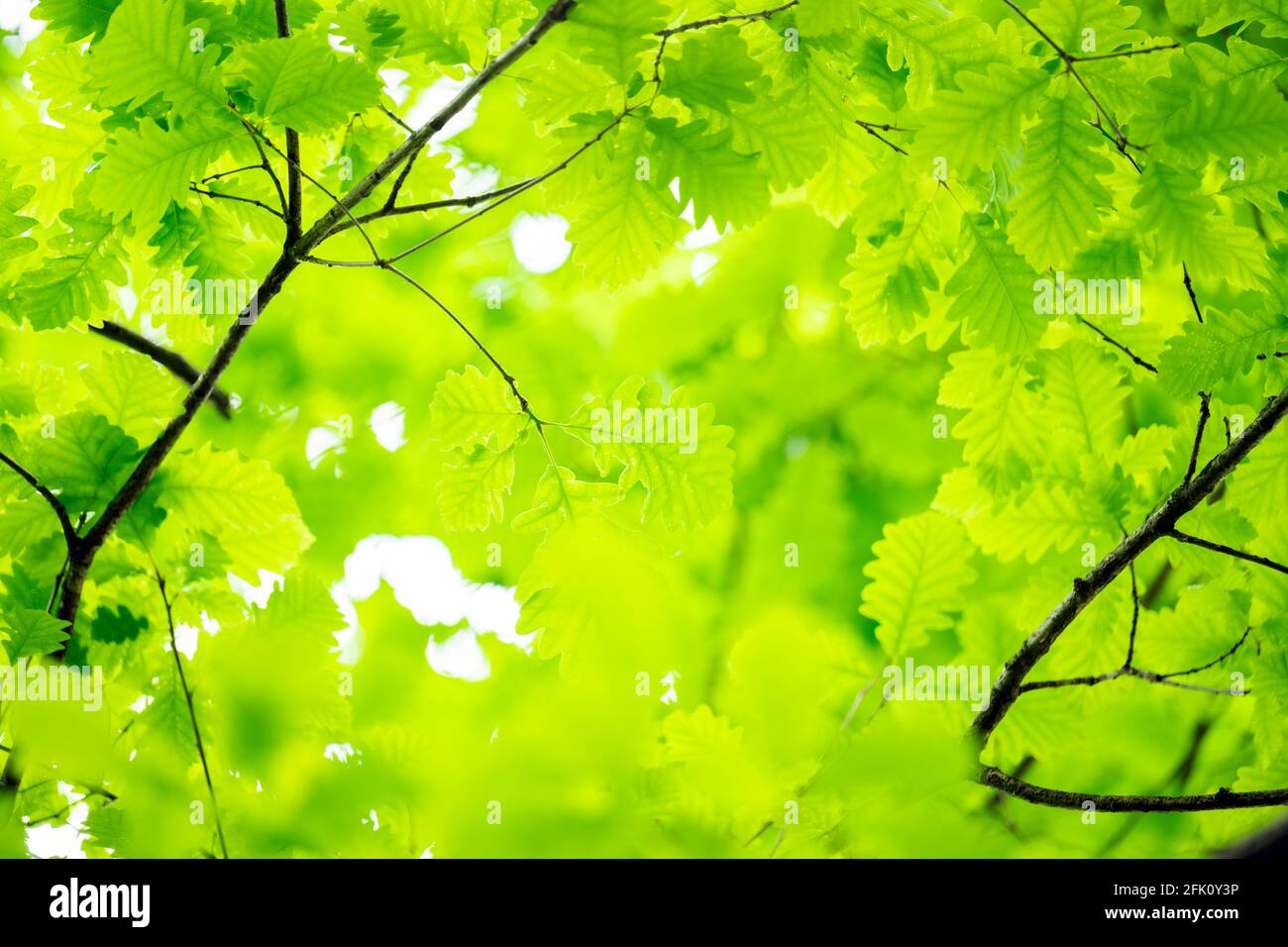 (Selective focus, soft focus of a beautiful lush vegetation with some ...