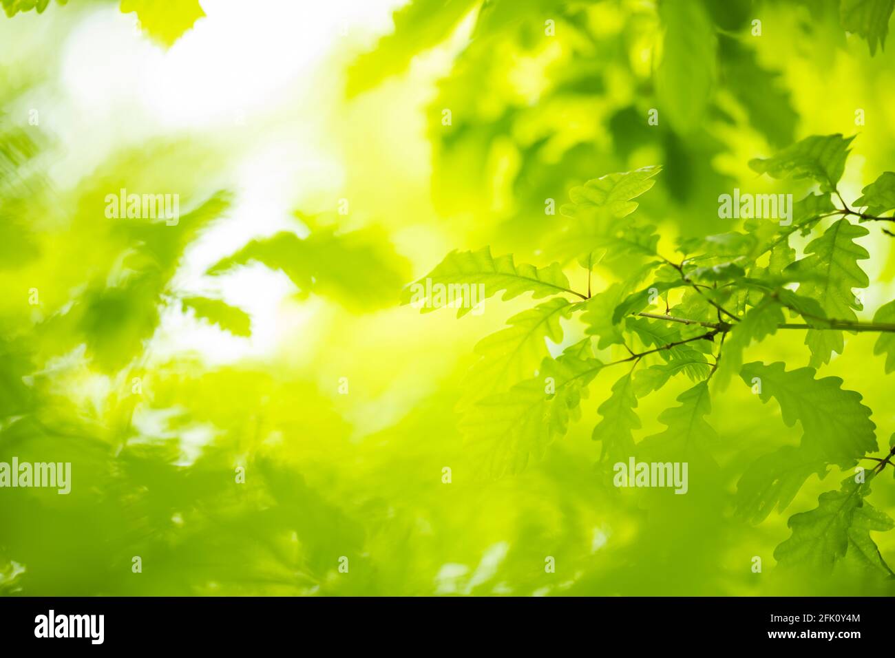 (Selective focus, soft focus of a beautiful lush vegetation with some ...