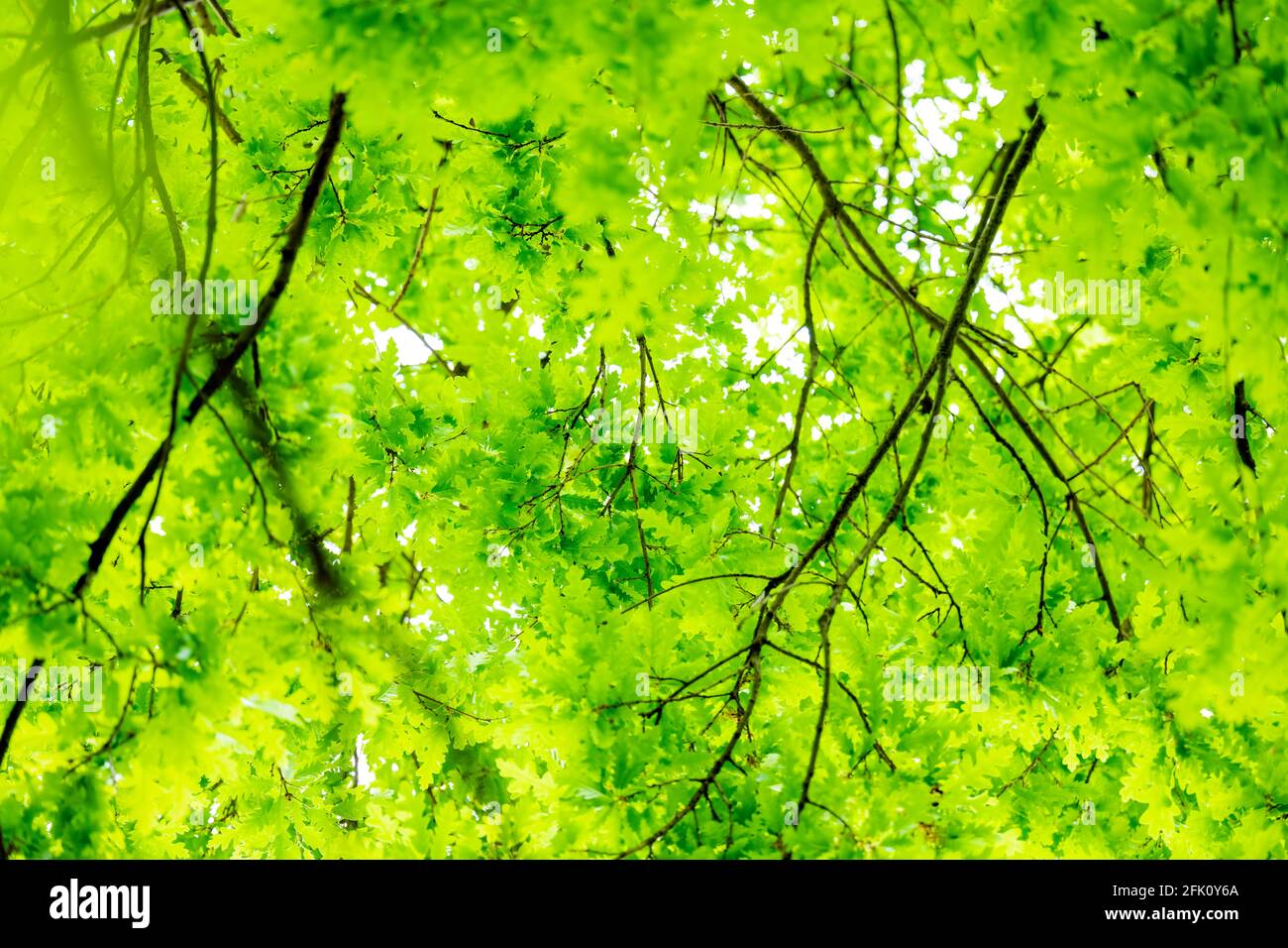 (Selective focus, soft focus of a beautiful lush vegetation with some ...