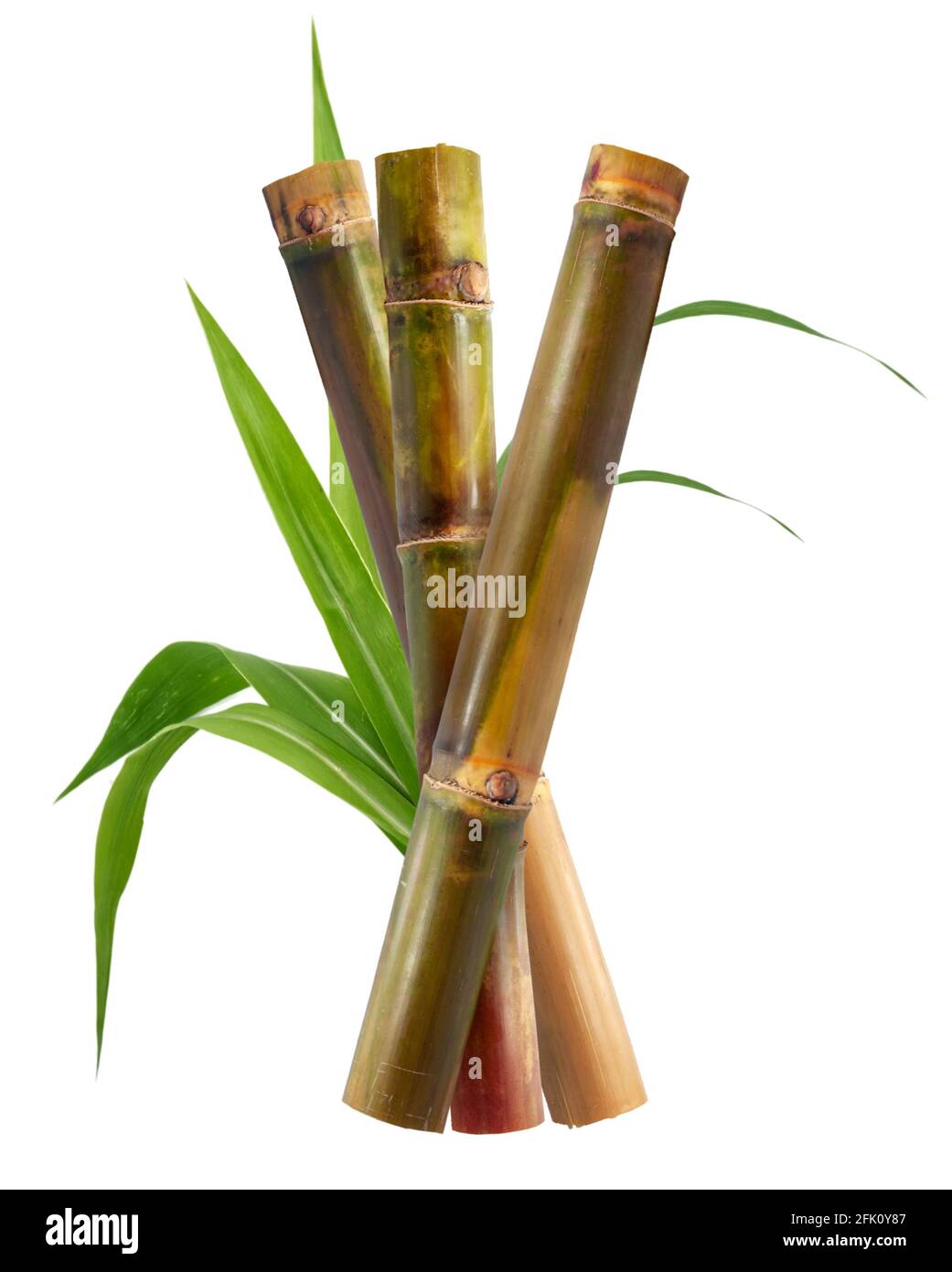 Single object of Sugar cane isolated on white background Stock Photo ...