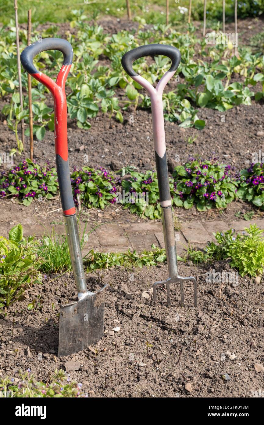 Close up of a Garden fork and spade standing in the soil of an ...