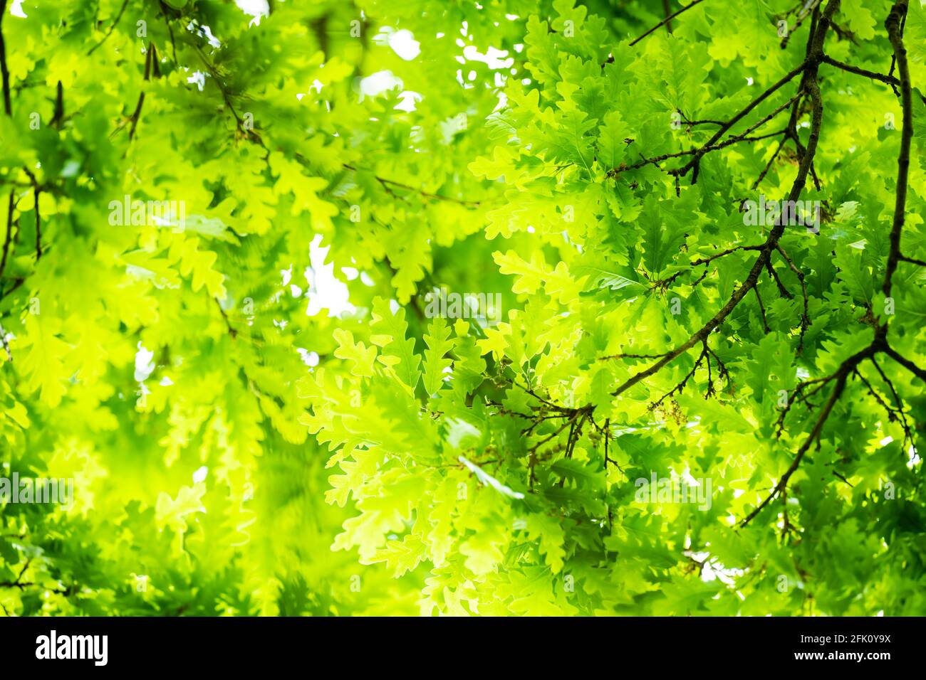 (Selective focus, soft focus of a beautiful lush vegetation with some ...