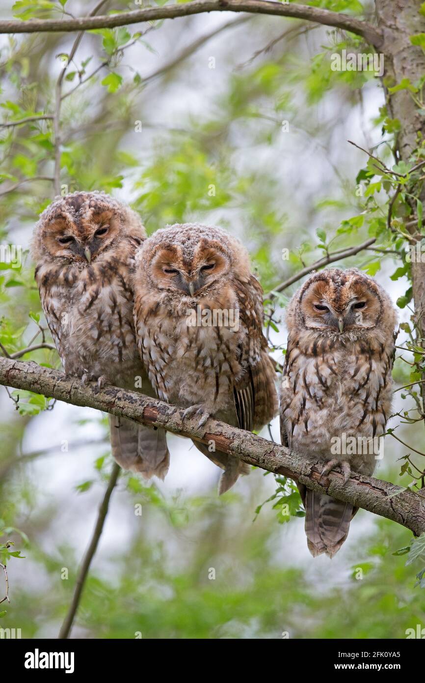 Tawny Owl (Strix aluco Stock Photo - Alamy
