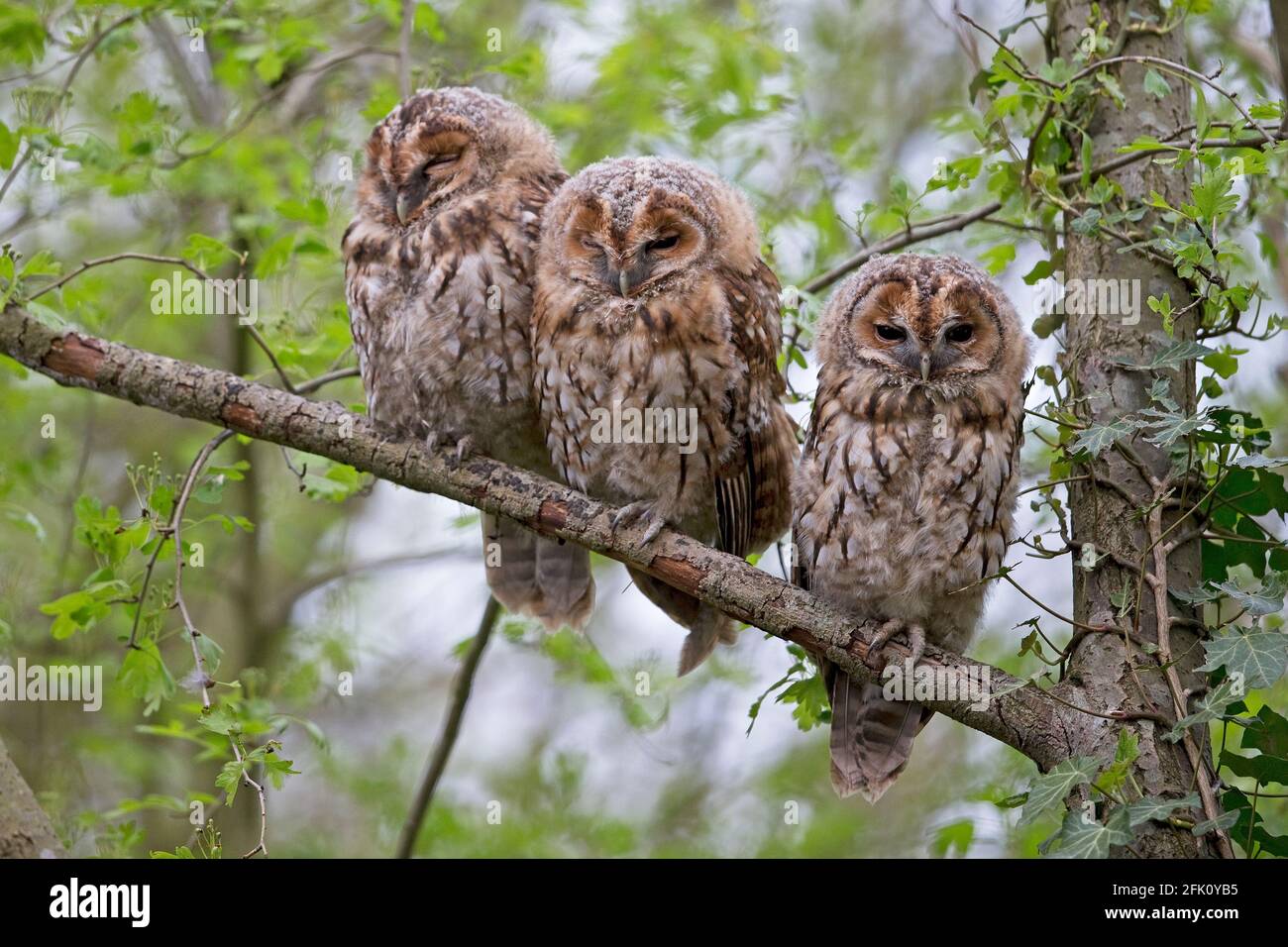 Tawny Owl (Strix aluco Stock Photo - Alamy
