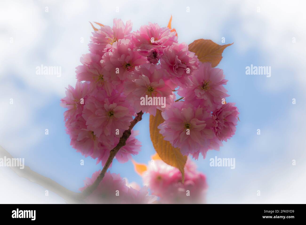 fine art cherry blossom at Bournemouth, Dorset UK on a warm sunny ...