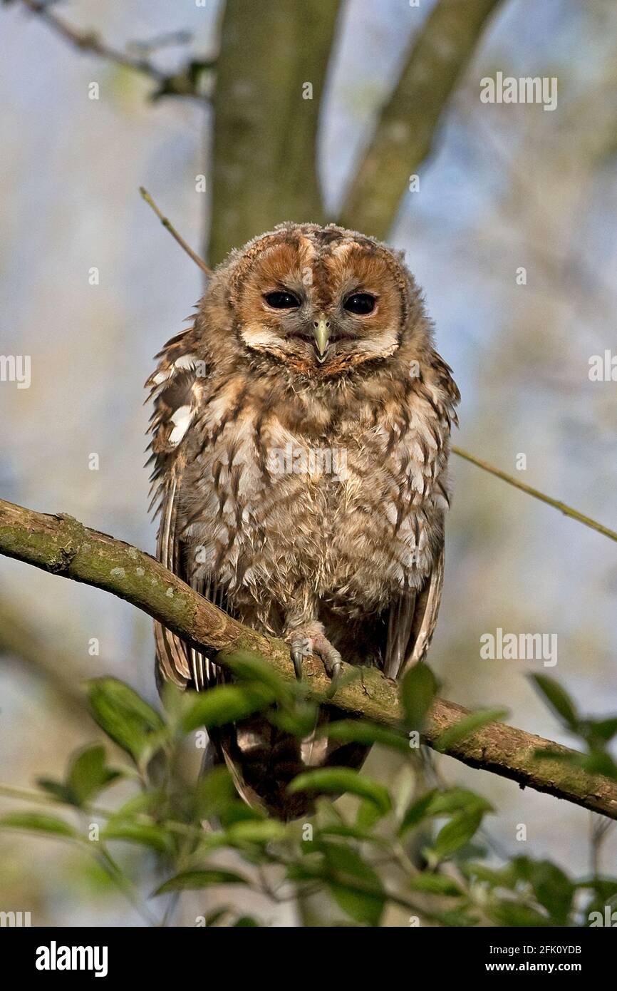 Tawny Owl (Strix aluco Stock Photo - Alamy