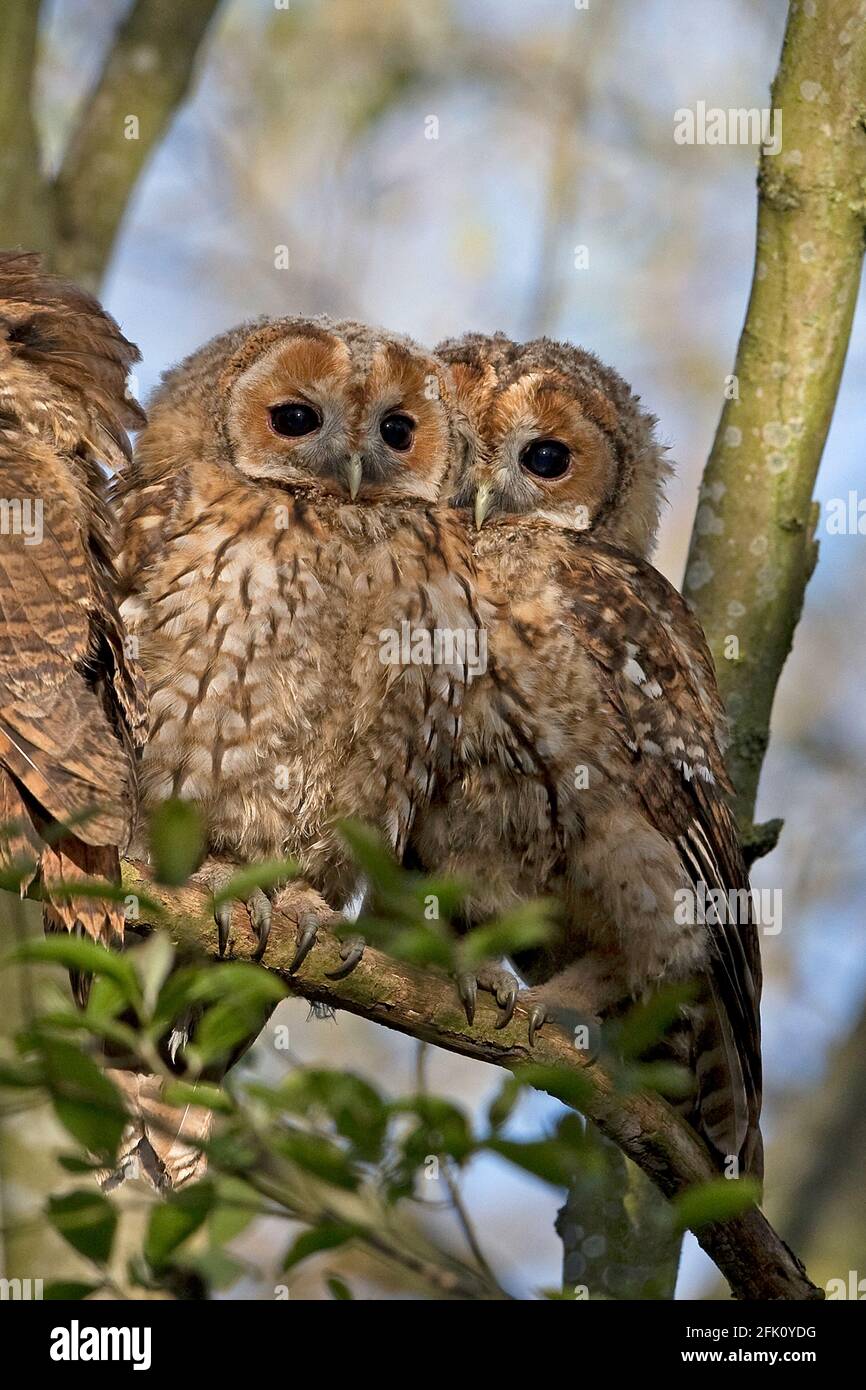 Tawny Owl (Strix aluco Stock Photo - Alamy