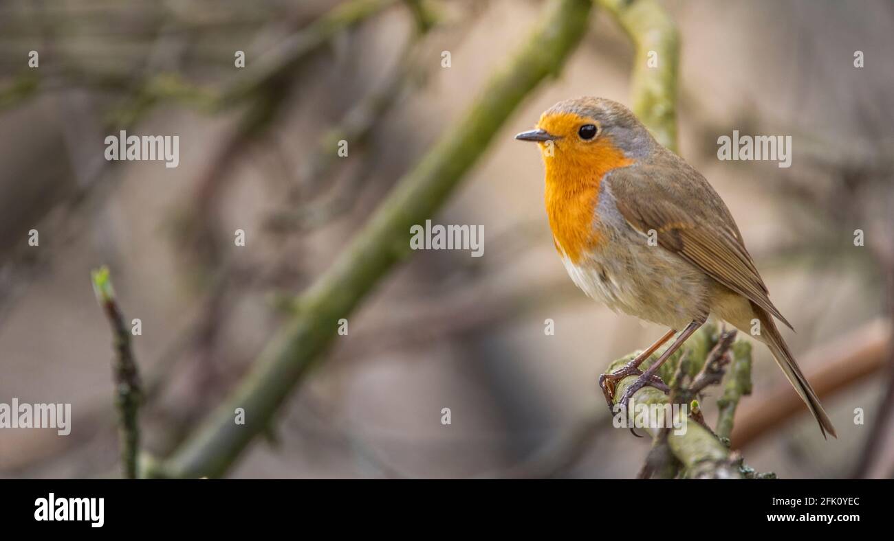 Robin sings song on spring hi-res stock photography and images - Alamy