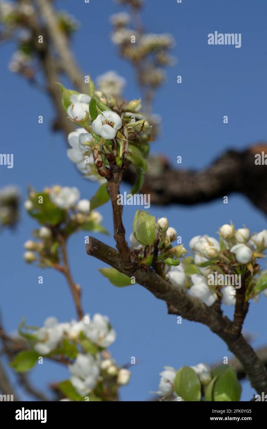 Wild pear tree blossom with white flower on cyan color blurred backdrop ...
