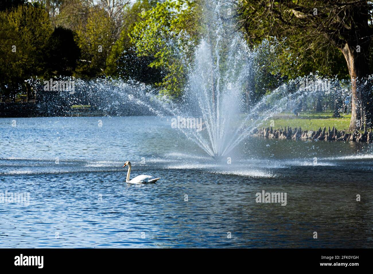 Swan by a fountain Stock Photo - Alamy