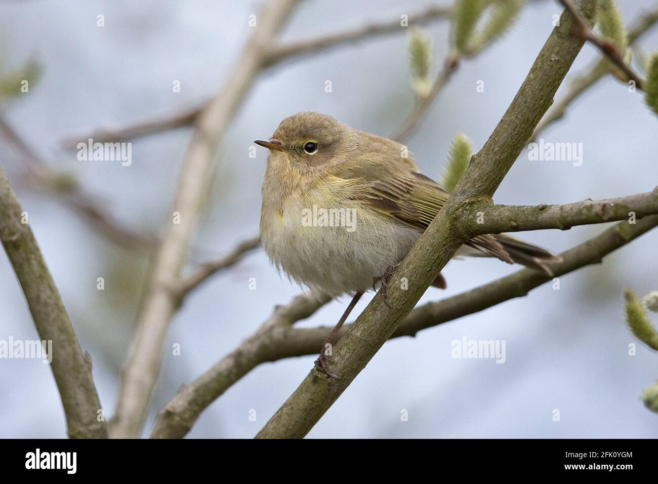 Common chiffchaffs hi-res stock photography and images - Alamy