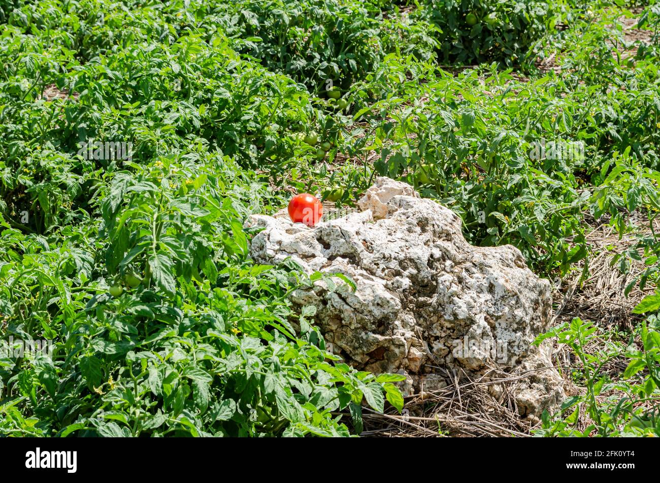 Tomato farms hi-res stock photography and images - Alamy