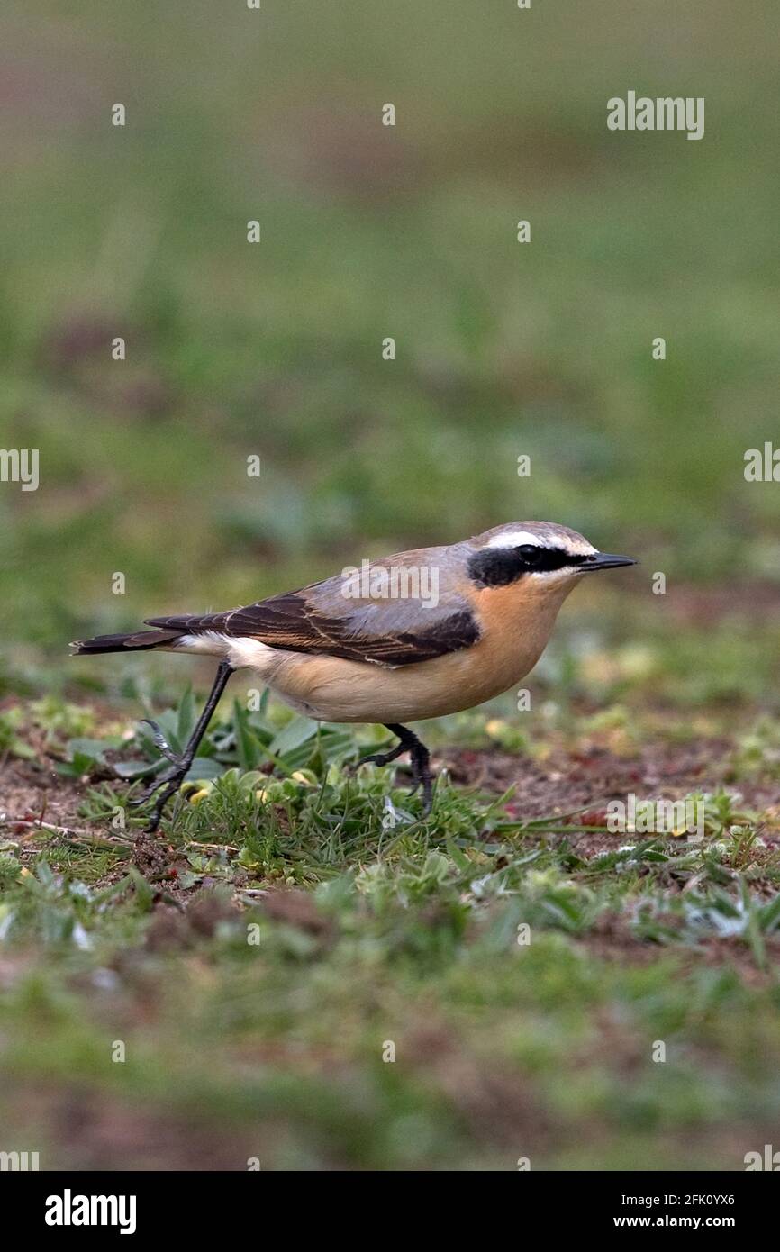 Wheatear with insects hi-res stock photography and images - Alamy
