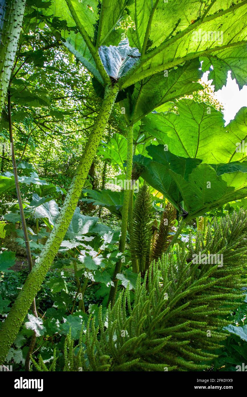 Gunnera manicata, known as Brazilian giant-rhubarb Stock Photo - Alamy