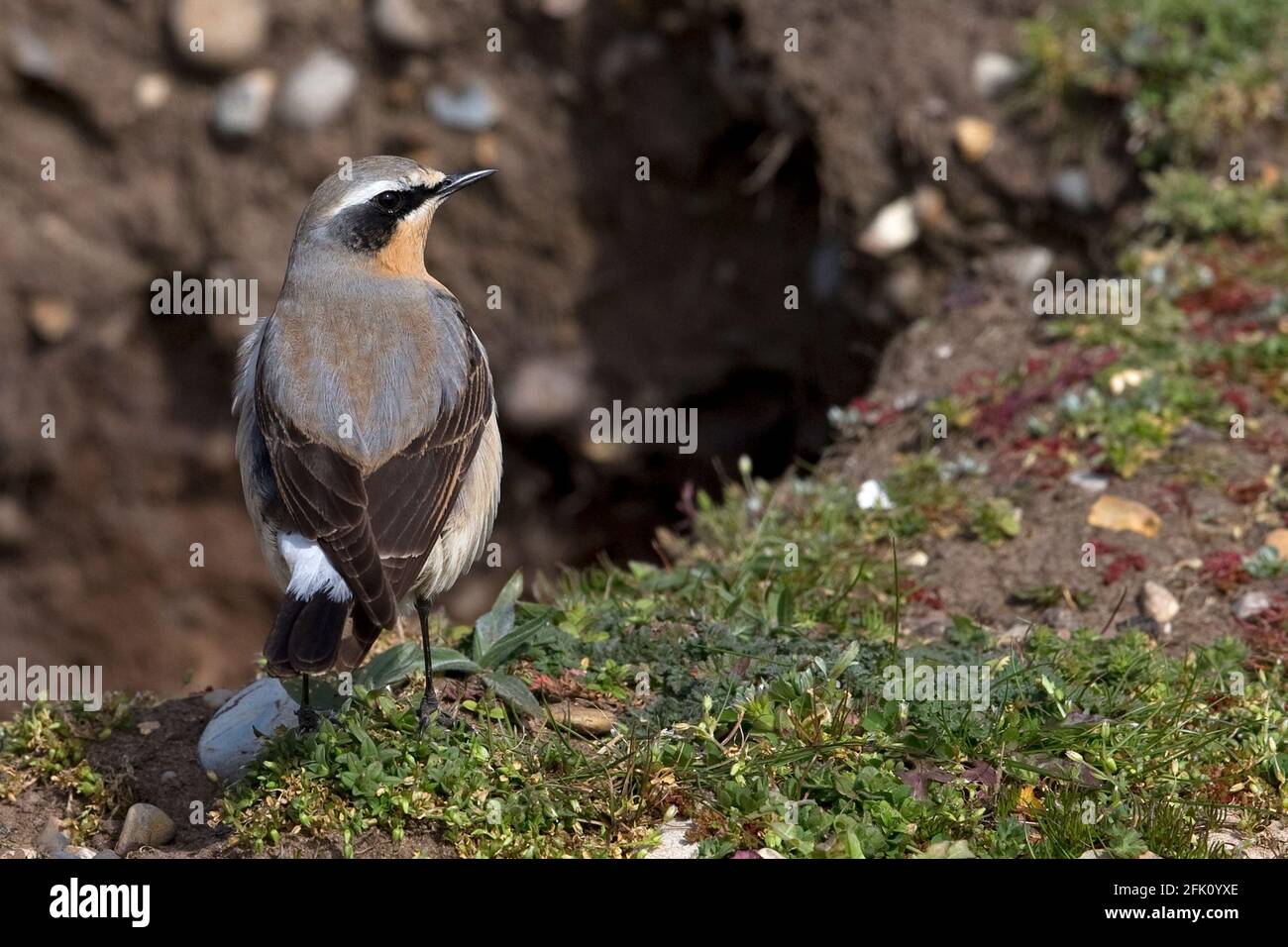 Northern wheatear breeding plumage hi-res stock photography and images ...