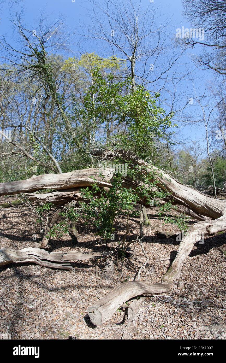 Spring trees New Forest Stock Photo - Alamy