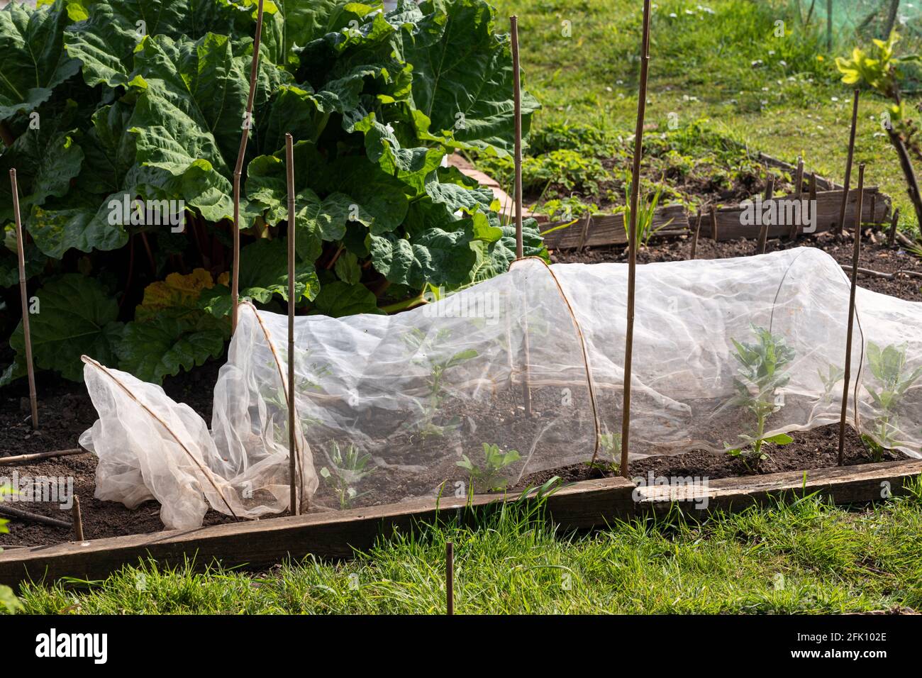 Tunnel cloche garden hi-res stock photography and images - Alamy