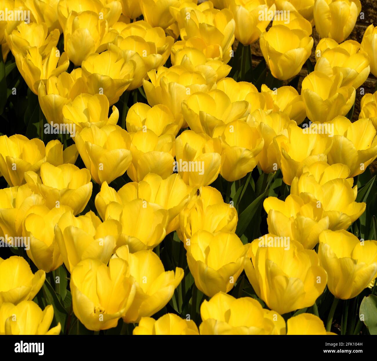Tulip cluster hi-res stock photography and images - Alamy