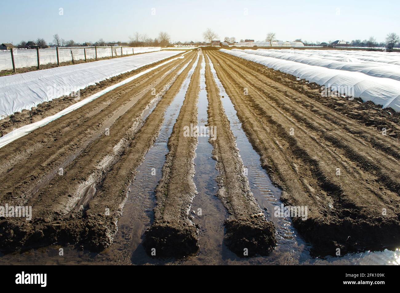 Irrigation rows of carrot plantations. Natural watering after sowing ...