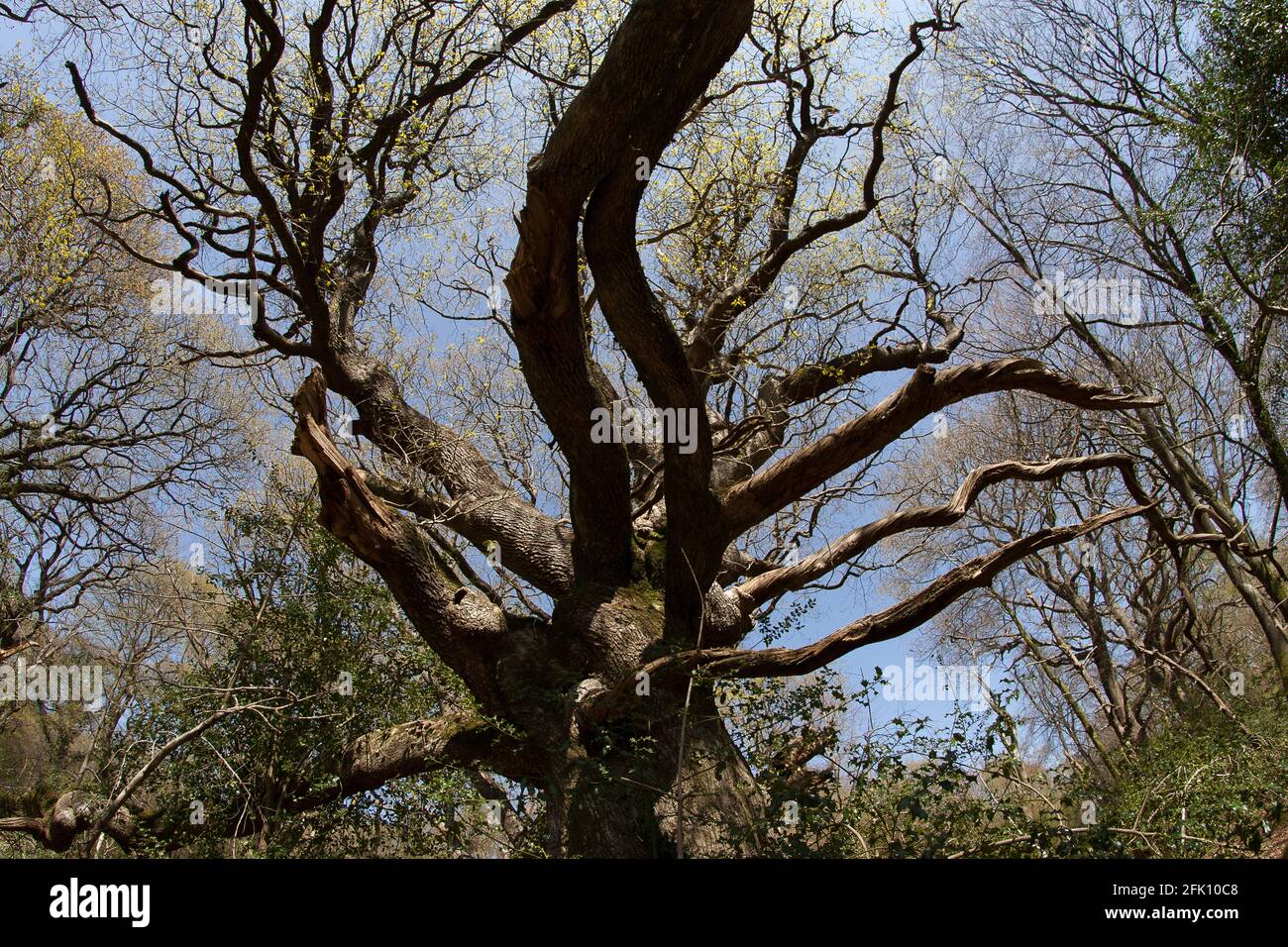 Spring trees New Forest Stock Photo - Alamy