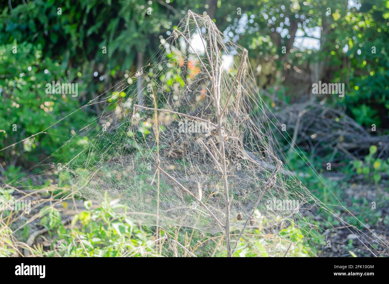 Back View Of Thickly Weaved Spider Trap Stock Photo - Alamy