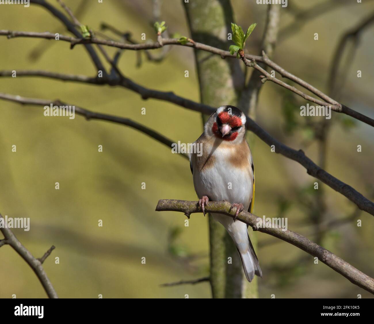 Perching goldfinch hi-res stock photography and images - Alamy