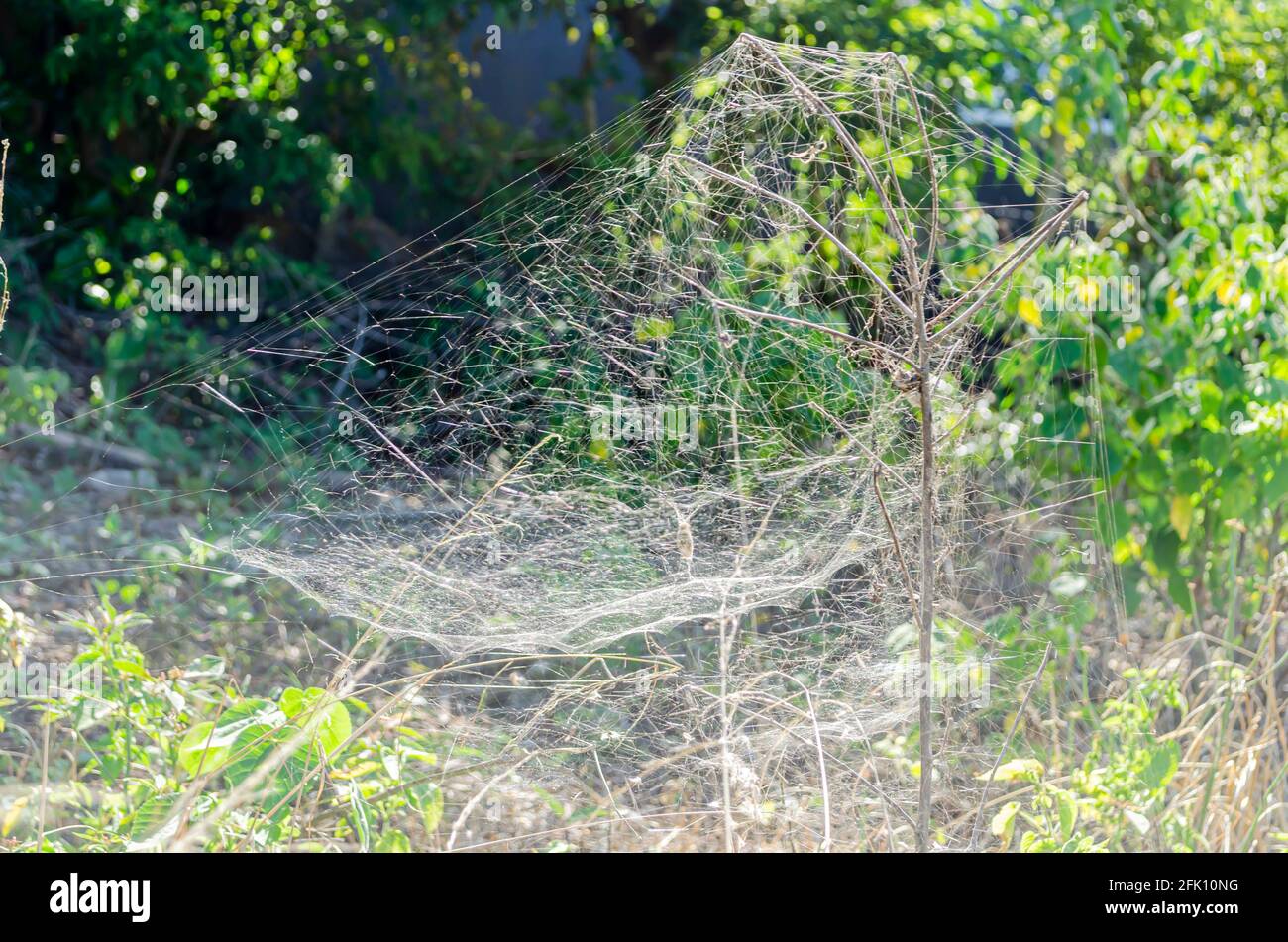 Side View Of Thick Weaved Web Trap Stock Photo - Alamy
