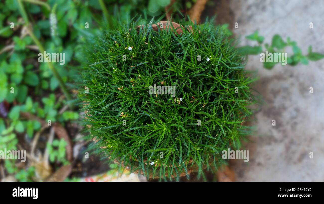 Pots of green grass hi-res stock photography and images - Alamy