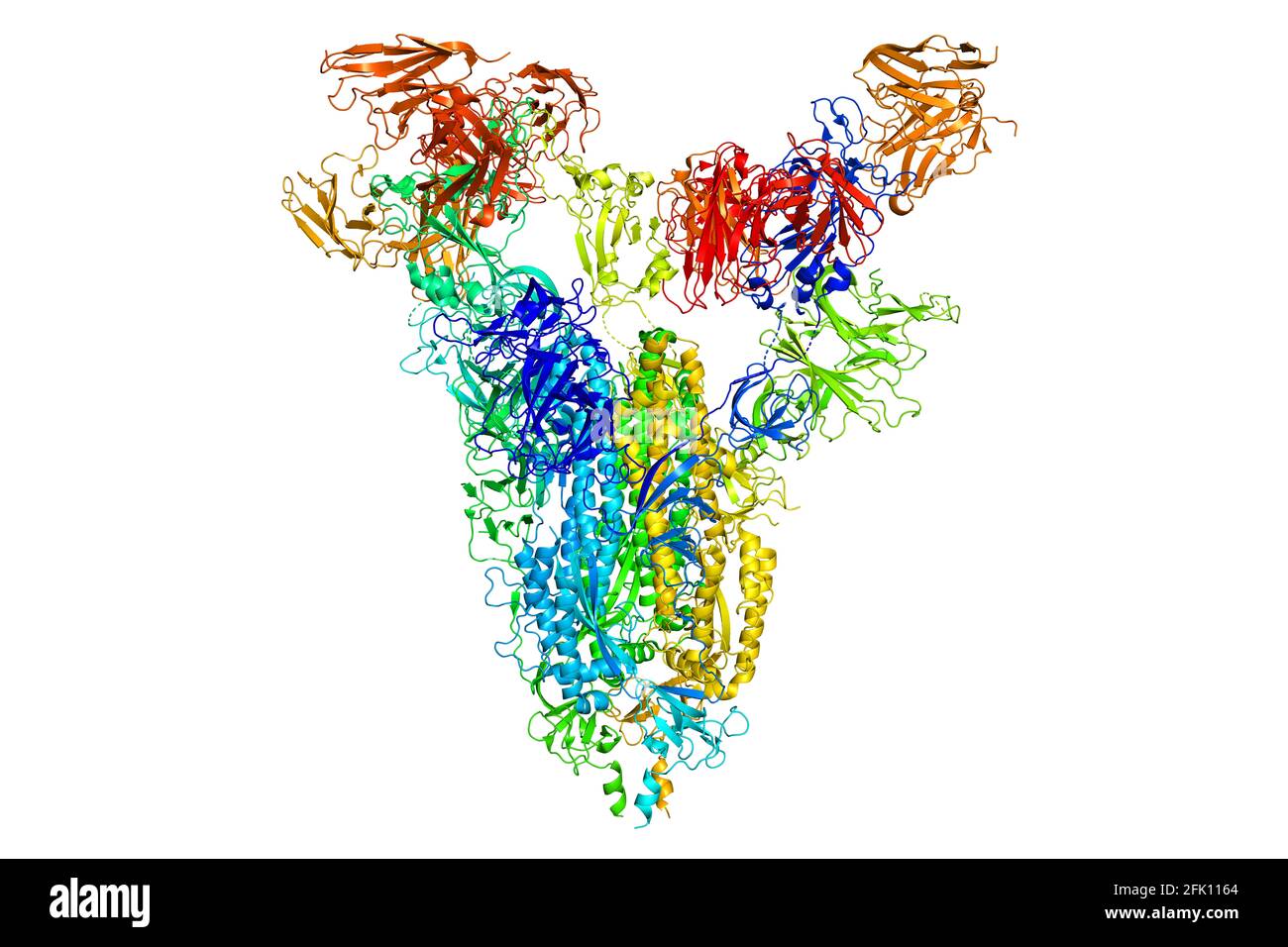 SARS-CoV-2 spike protein in complex with human monoclonal antibody ...