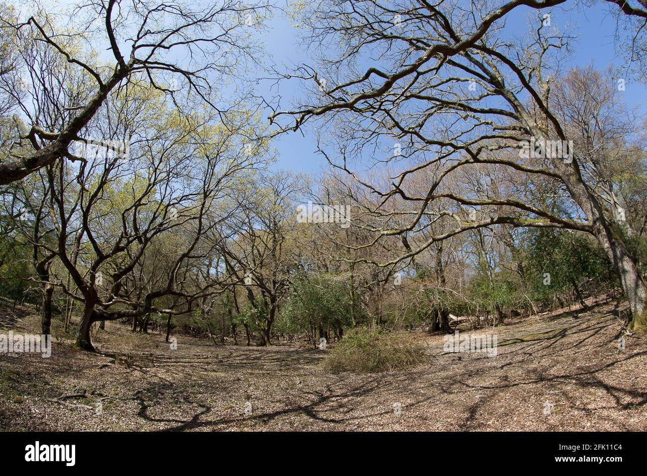 Spring trees New Forest Stock Photo - Alamy