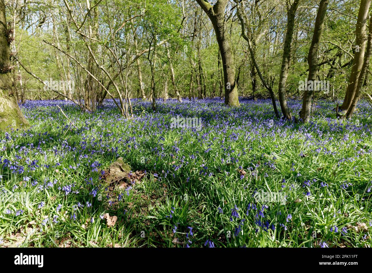 Bluebells spring deciduous woodland hi-res stock photography and images ...