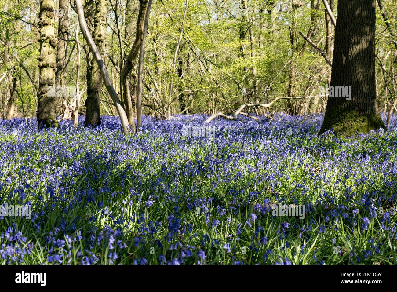 Frith copse hi-res stock photography and images - Alamy