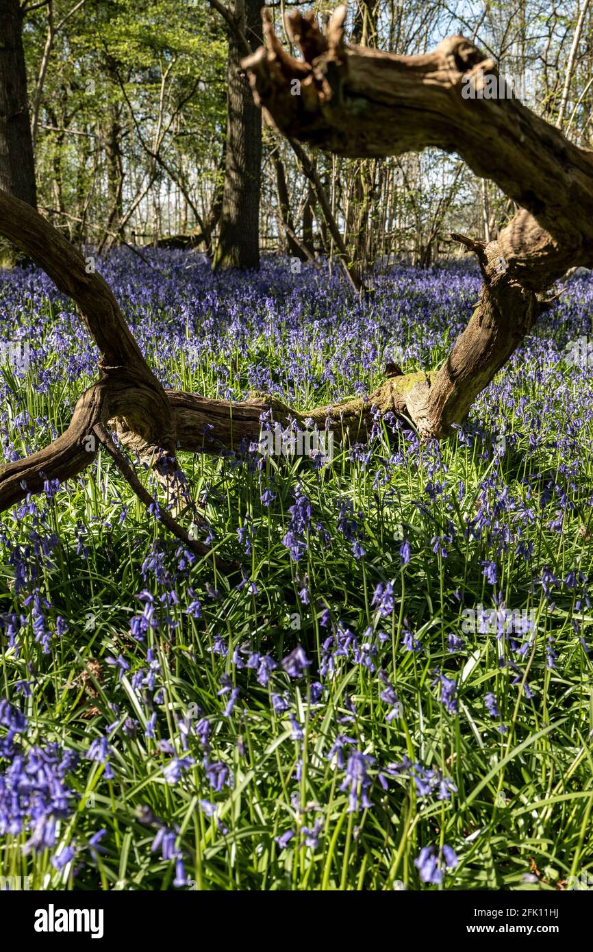 Frith copse hi-res stock photography and images - Alamy