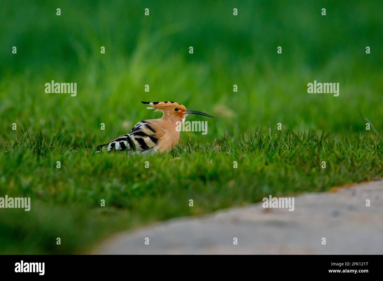Hoopoe bird hi-res stock photography and images - Alamy