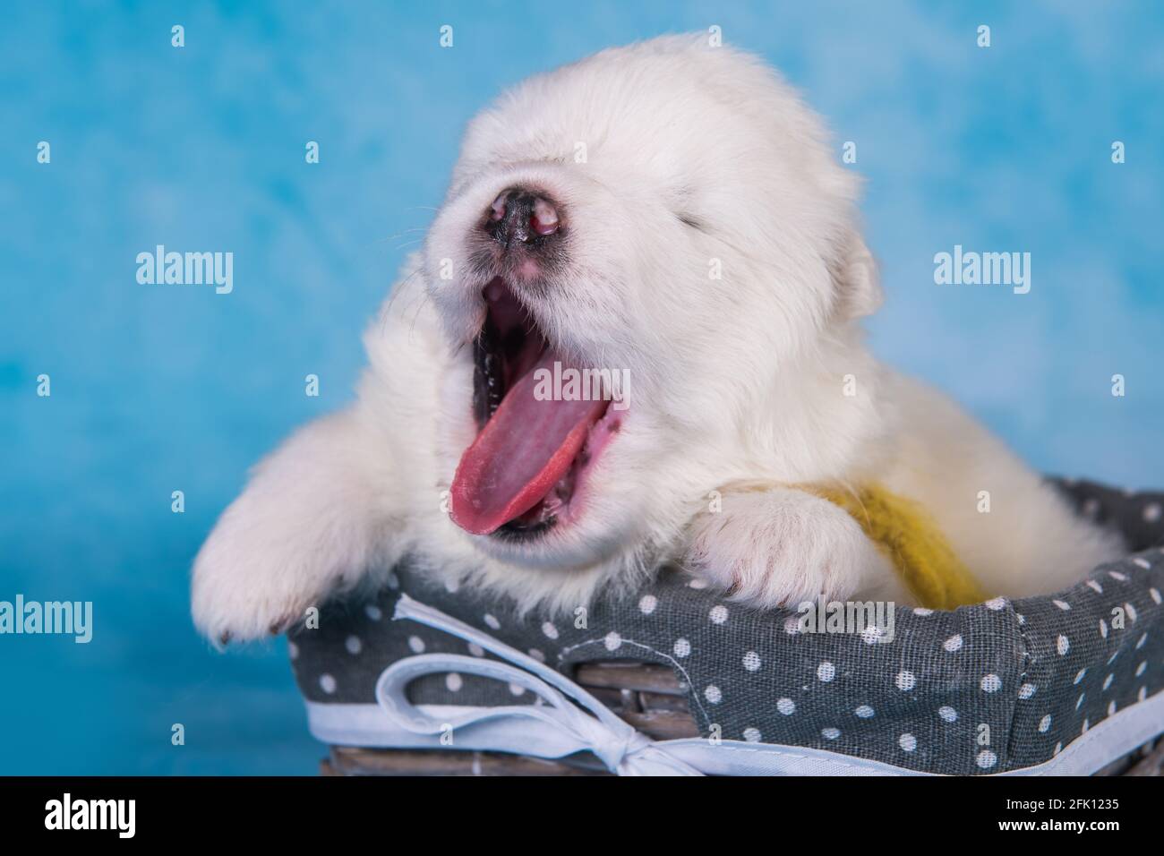 White fluffy small Samoyed puppy dog in a gift box Stock Photo - Alamy