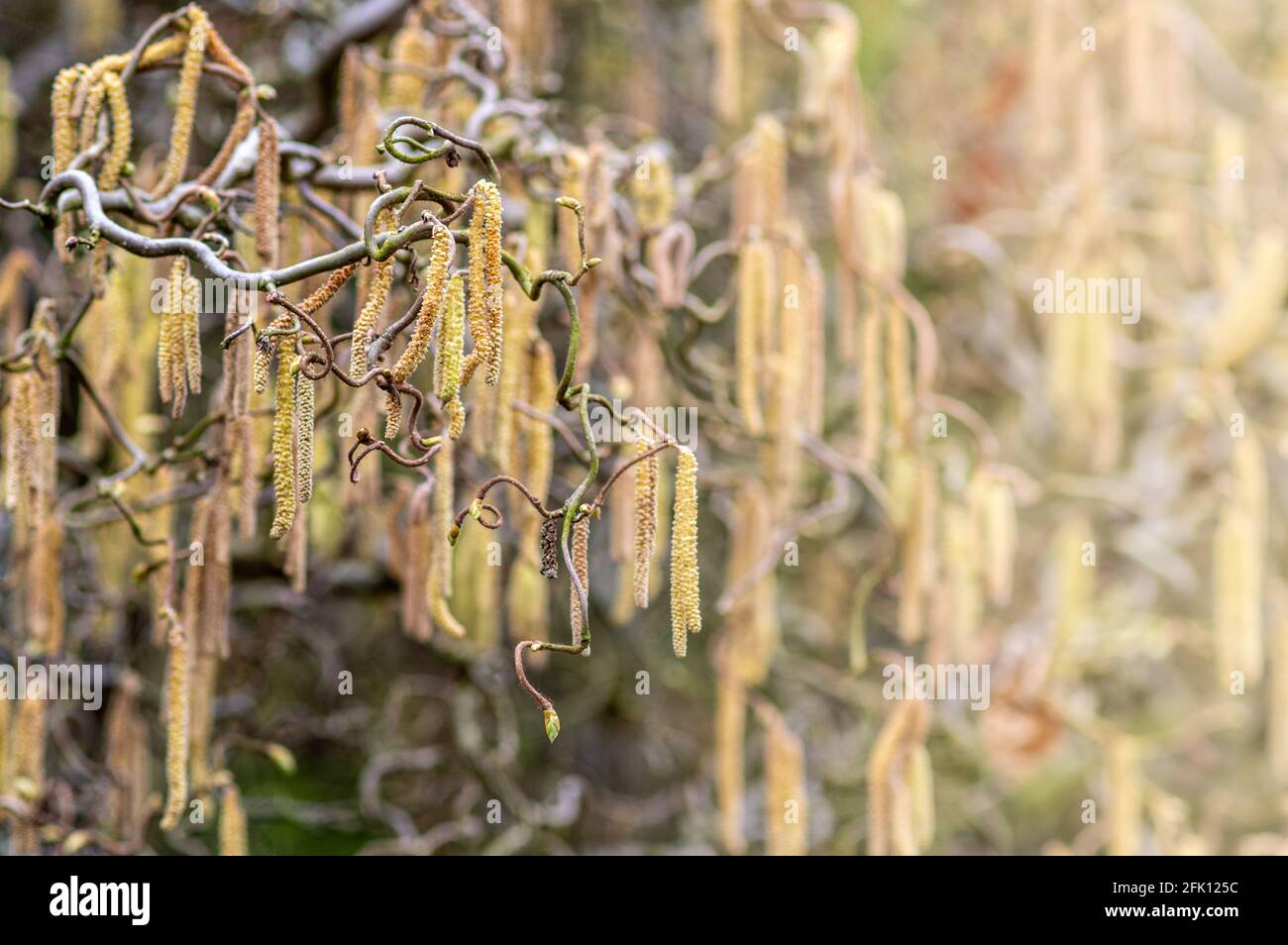 Twisted corkscrew hazel branches hi-res stock photography and images - Alamy