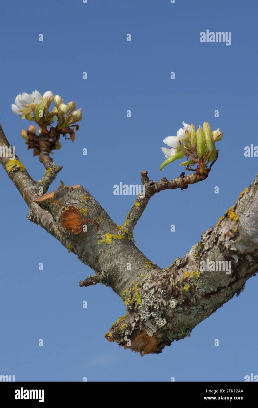 Wild pear tree blossom with white flower on cyan color blurred backdrop ...