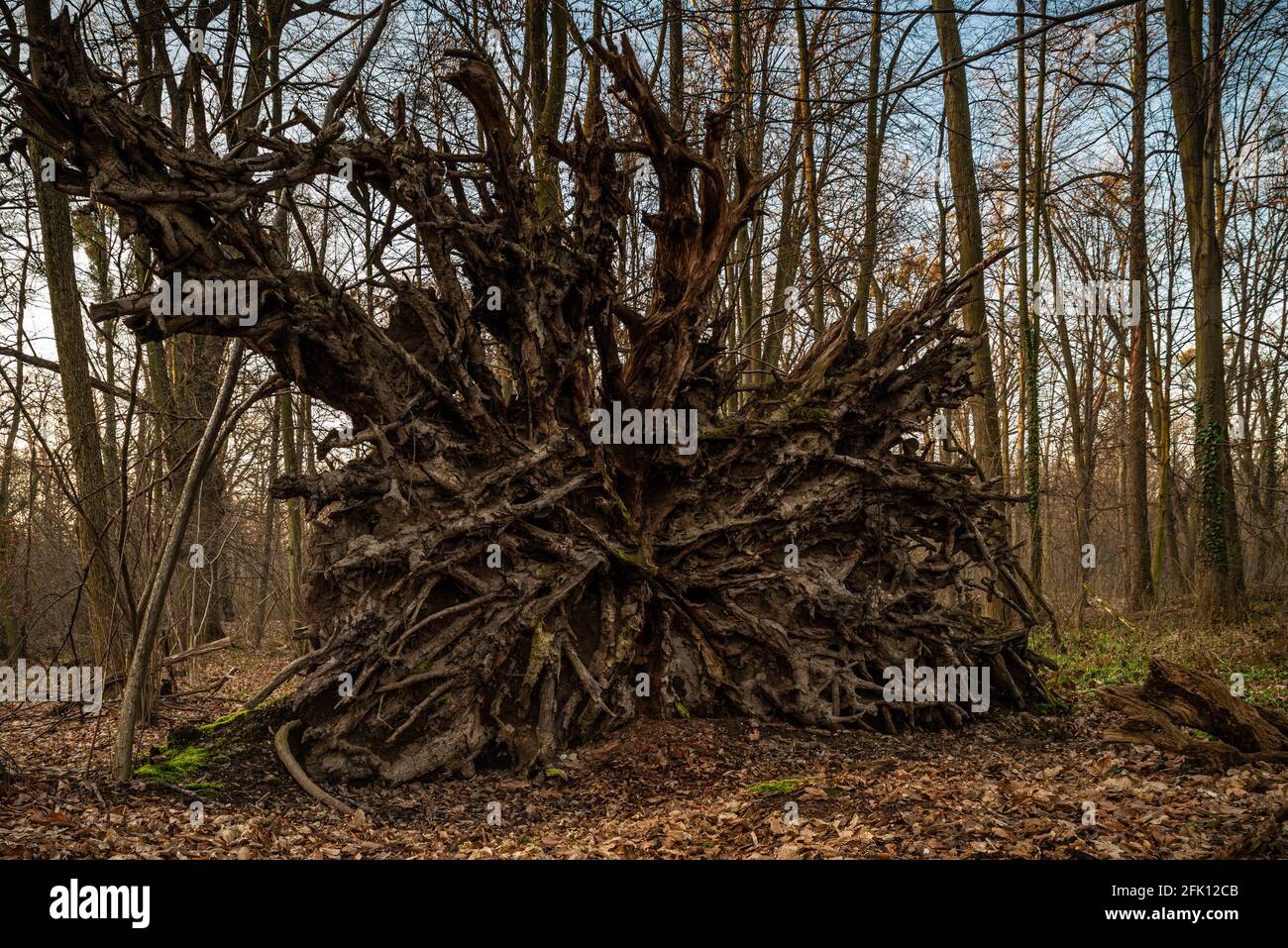 Huge trunk of an old tree in the forest Stock Photo - Alamy