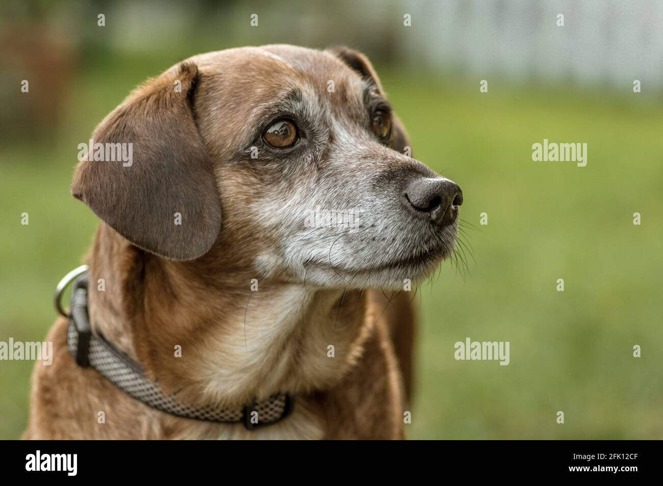 Dog looking left hi-res stock photography and images - Alamy