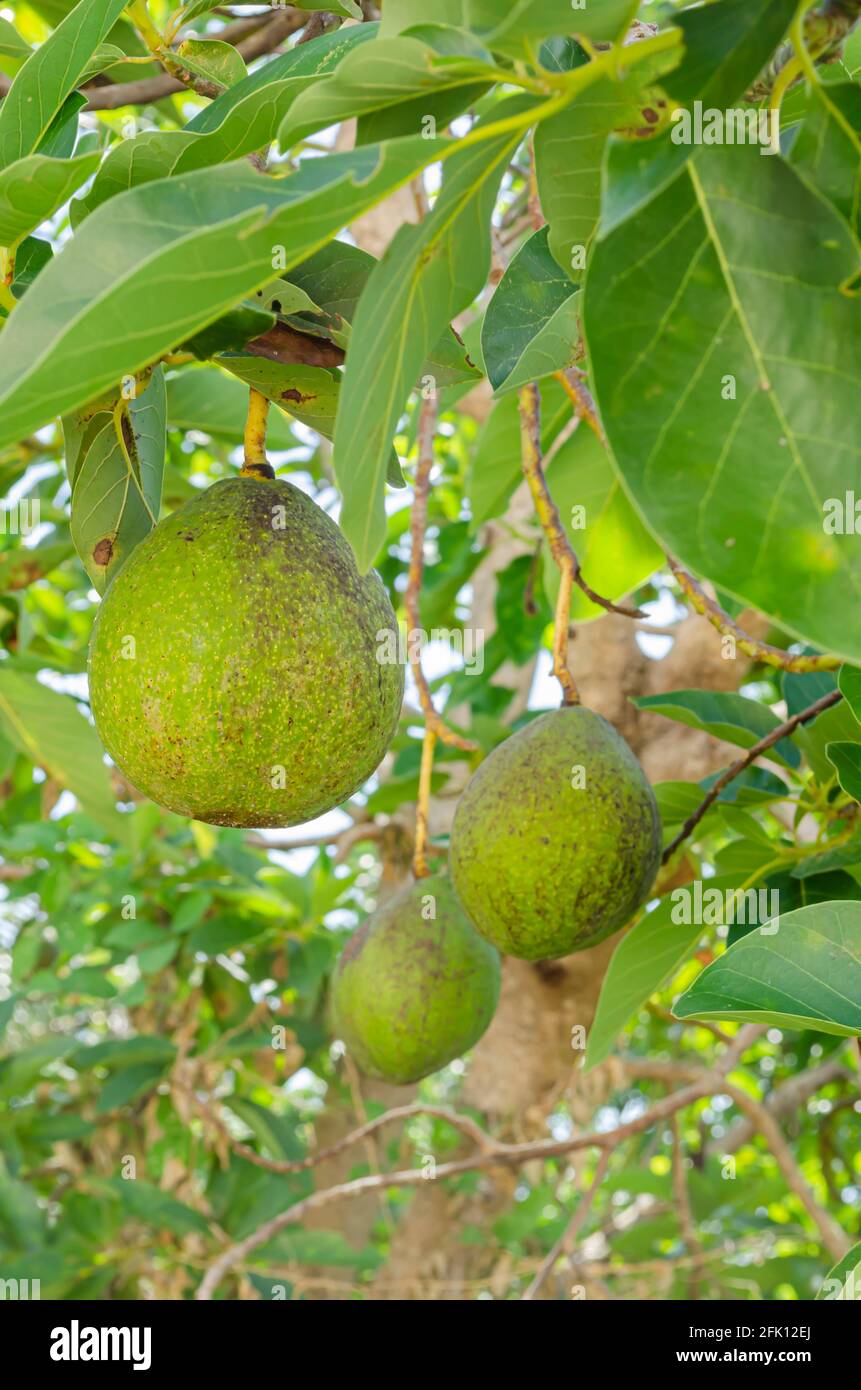 Avocado Hang From Branches Stock Photo - Alamy