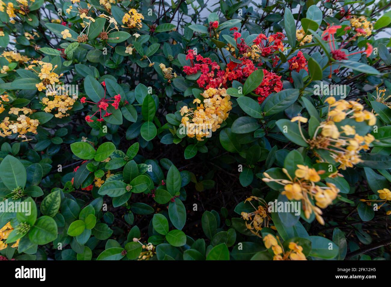 Beautiful view of red and yellow West Indian Jasmine flowers in the ...